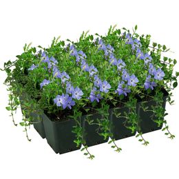 toom Kleinbl&auml;ttriges Immergr&uuml;n 'Marie' violett 9 cm Topf, 12er-Set