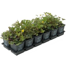 toom Waldsteinia gelb 1 qm 9 cm Topf 12er-Set