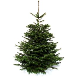 Echter Weihnachtsbaum WEIHNACHTSBAUMLAND "Nordmanntanne, Premium, Baumschul-Qualität, in verschiedenen Größen" Gr. 2, grün (tannengrün), 50, 170cm bis 190cm, Holzwerkstoff, Weihnachtsbäume, Stammdurchmesser: 10-12cm, frisch geschlagen, Weihnachtsdeko