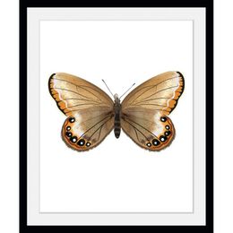 queence Bild &raquo;Lexy&laquo; Insekten Kunst Schmetterlinge 1 Stk. tlg. HD Premium Poster-Druck inkl. Holzrahmen Farbe Rahmen: schwarz + Farbe Bild(er):...