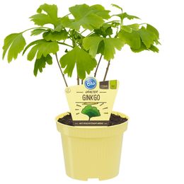 blu Bio-Ginkgo 12 cm Topf