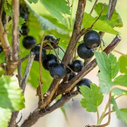 Schwarze Johannisbeere 'Öjebyn' Liefergröße: 40 - 60 cm