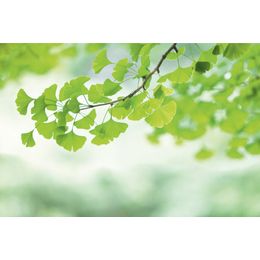 A.S. Cr&eacute;ation A.S. CR&Eacute;ATION Vliestapete "Fototapete Ginkgo-Bl&auml;tter in Gr&uuml;n Naturmotiv", B/L: 2,5mm x 3,75mm, Rollen:gr&uuml;n, Wohnzimmer, Tapeten
