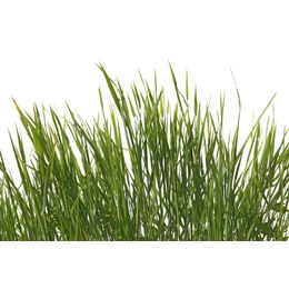 A.S. Cr&eacute;ation A.S. CR&Eacute;ATION Vliestapete "Gras-Tapete Naturmotiv Gr&uuml;n Wei&szlig; Fototapete", B/L: 2,5mm x 3,75mm, Rollen:gr&uuml;n, Wohnzimmer, Tapeten