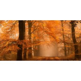 Fototapete ARCHITECTS PAPER "Fantastic Forest", orange (braun, creme, orange), B:5m L:2,5m, Vlies, Tapeten, Vlies, Wand, Schr&auml;ge