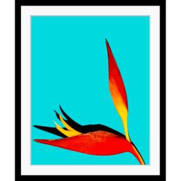 queence Bild &raquo;Rebecca&laquo; Blumen Kunst Pflanzen Pflanzenbilder HD Premium Poster-Druck inkl. Holzrahmen Farbe Rahmen: schwarz + Farbe Bild(er):...