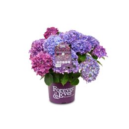 Ballhortensie 'Forever & Ever Purple' Liefergröße: 30-40 cm