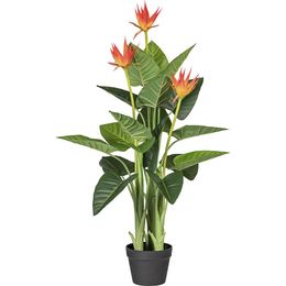 Guzmania, orange, im Kunststofftopf, H&ouml;he 1050 mm kaiserkraft