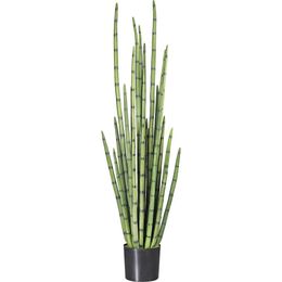Sansevieria cylindrica, im Kunststofftopf, H&ouml;he 1400 mm kaiserkraft