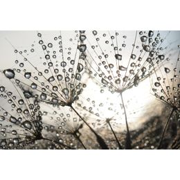 papermoon Fototapete "Dandelion Seeds Drops", B/L: 3m x 2,23m, Bahnen: 6 Stk., bunt, Tapeten
