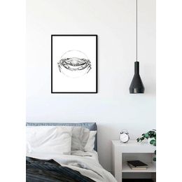 Komar Bild "Crab White", B/H/T: 50cm x 70cm, Tiere, 1 Stk., bunt, Wohnzimmer, Bilder, Wandbild zur Dekoration - ohne Rahmen