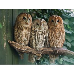 papermoon Fototapete "Tawny Owls", B/L: 3m x 2,23m, Bahnen: 6 Stk., bunt, Tapeten