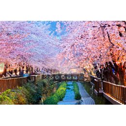 papermoon Fototapete "Cherry Blossoms Busan City", B/L: 3m x 2,23m, Bahnen: 6 Stk., bunt, Tapeten