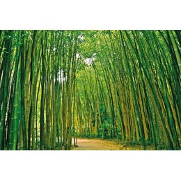papermoon Fototapete "Bamboo Forest", B/L: 3m x 2,23m, Bahnen: 6 Stk., bunt, Tapeten