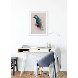 Komar Bild "Animals Paradise Parrot", B/H/T: 50cm x 70cm, Tiere, 1 Stk., bunt, Wohnzimmer, Bilder, Wandbild zur Dekoration - ohne Rahmen