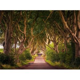 papermoon Fototapete "Dark Hedges Tree Tunnel", B/L: 2,5m x 1,86m, Bahnen: 5 Stk., bunt, Tapeten