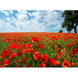 papermoon Fototapete "Red Poppy Field", B/L: 2,5m x 1,86m, Bahnen: 5 Stk., bunt, Tapeten