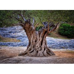 papermoon Fototapete "Old Olive Tree Trunks", B/L: 2,5m x 1,86m, Bahnen: 5 Stk., bunt, Tapeten