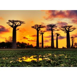 papermoon Fototapete "Baobabs Trees African Sunset", B/L: 3m x 2,23m, Bahnen: 6 Stk., bunt, Tapeten