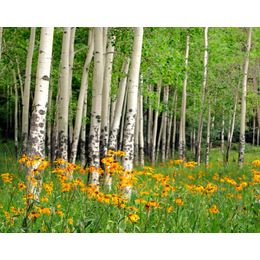 papermoon Fototapete "Aspen Grove and Orange Wildflowers", B/L: 3m x 2,23m, Bahnen: 6 Stk., bunt, Tapeten
