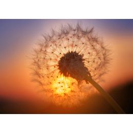 papermoon Fototapete "Golden Sunset Dandelion", B/L: 3m x 2,23m, Bahnen: 6 Stk., bunt, Tapeten