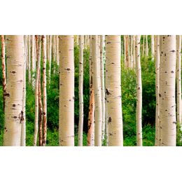 papermoon Fototapete "Aspen Woods in Summer", B/L: 3mm x 2,23mm, Bahnen: 6 Stk. St., bunt, Tapeten