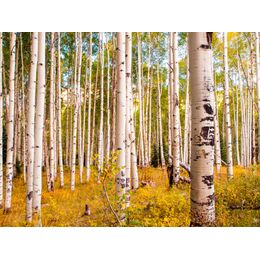 papermoon Fototapete "Birches in Colorado Rocky Mountains", B/L: 5m x 2,8m, Bahnen: 10 Stk., bunt, Tapeten