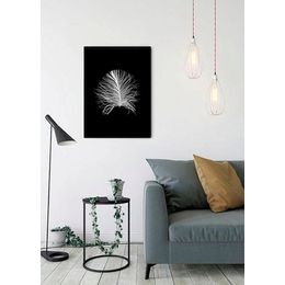 Komar Bild "Feather Black", B/H/T: 50cm x 70cm, Federn, 1 Stk., bunt, Wohnzimmer, Bilder, Wandbild zur Dekoration - ohne Rahmen