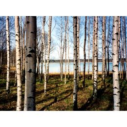 papermoon Fototapete "Finnish Forest of Birch Trees", B/L: 3m x 2,23m, Bahnen: 6 Stk., bunt, Tapeten