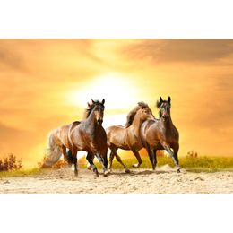 papermoon Fototapete "Horses Run in Sunset", B/L: 2,5m x 1,86m, Bahnen: 5 Stk., bunt, Tapeten