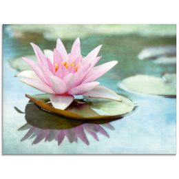 Glasbild Artland, B:60cm H:45cm, pink, Glas, K&uuml;che, Bilder, "Rosa Seerose", in verschiedenen Gr&ouml;&szlig;en