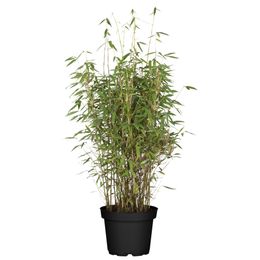 toom Gartenbambus verschiedene Sorten 29 cm Topf