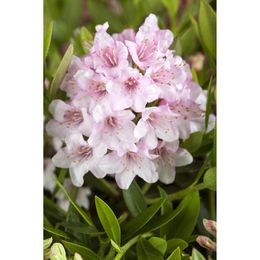 Rhododendron 'Bloombux&reg;', 17 cm Topf