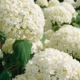 toom Schneeballhortensie 'Annabelle' Strauch 19 cm Topf
