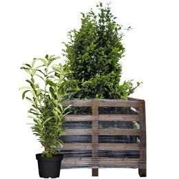 Kirschlorbeer 'Genolia ' 80-100 cm 50 St&uuml;ck