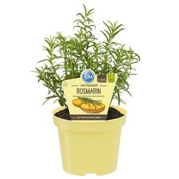blu Bio-Rosmarin 12 cm Topf