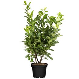 toom Kirschlorbeer 'Novita' 80-100 cm, 23 cm Topf