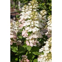 toom Rispenhortensie rosa 23 cm Topf
