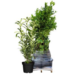 Kirschlorbeer 'Genolia ' 80-100 cm 25 St&uuml;ck