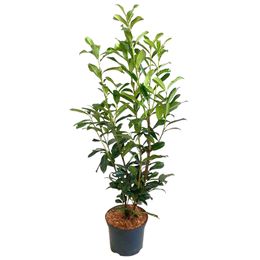 Kirschlorbeer 'Genolia ' 80-100 cm, 21 cm Topf