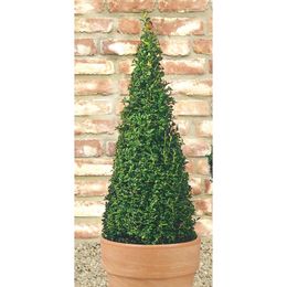 Buchsbaum-Pyramide 70 cm, 23 cm Topf