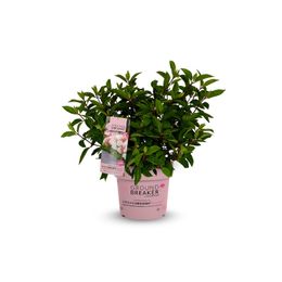 Zwerg-Rispenhortensie 'Groundbreaker' Blush 1,3 Liter Topf Lieferform: Im 1,3 Liter Topf