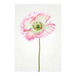 Komar Bild "Poppy", B/H/T: 50cm x 70cm, Blumen, 1 Stk., bunt, Wohnzimmer, Bilder, Wandbild zur Dekoration - ohne Rahmen
