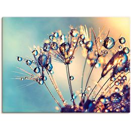 Wandbild Artland, B:80cm H:60cm T:1,8cm, blau, Leinwand, Wohnzimmer, Bilder, "Pusteblume Glitzertau", als Leinwandbild, Poster in verschied. Gr&ouml;&szlig;en