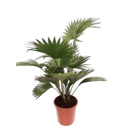 MeinVIPShop Livistona rotundifolia Palme 90cm | Gr.: onesize
