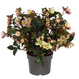 Christrose 'Angel Glow' 19 cm Topf
