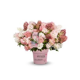 Zwerg-Rispenhortensie 'Groundbreaker' Blush C5 Lieferform: Im 5 Liter Topf