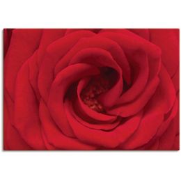 Leinwandbild Artland, B:100cm H:70cm, rot, Wohnzimmer, Bilder, "Rote Rose", als Alubild, Outdoorbild, Leinwandbild in verschied. Größen