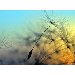 Livingwalls LIVING WALLS Fototapete "Designwalls Flying Dandelion 1", B/L: 3,5mm x 2,55mm, bunt, Tapeten, Vlies, Wand, Schräge, Decke