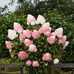 Rispenhortensie 'Pink & Rose' Liefergröße: 40 - 60 cm